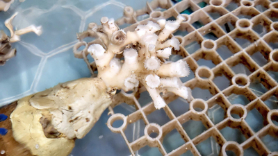 '따뜻한 탄산수'가 돼버린 바다…산호초에 미친 충격적 결과 [창간기획-붉은 바다] | 중앙일보 - 중앙일보 | 캠페인즈